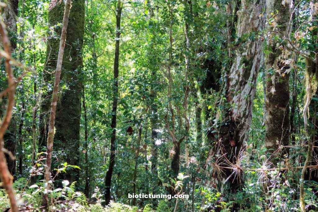 Los bosques primarios son insustituibles, irremplazables y los más ...